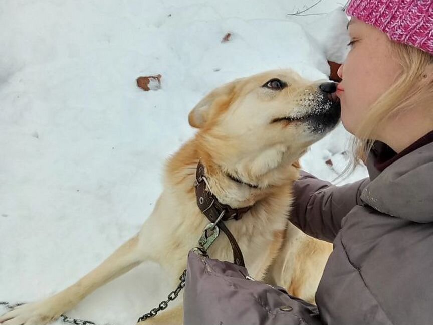 Собака в добрые руки