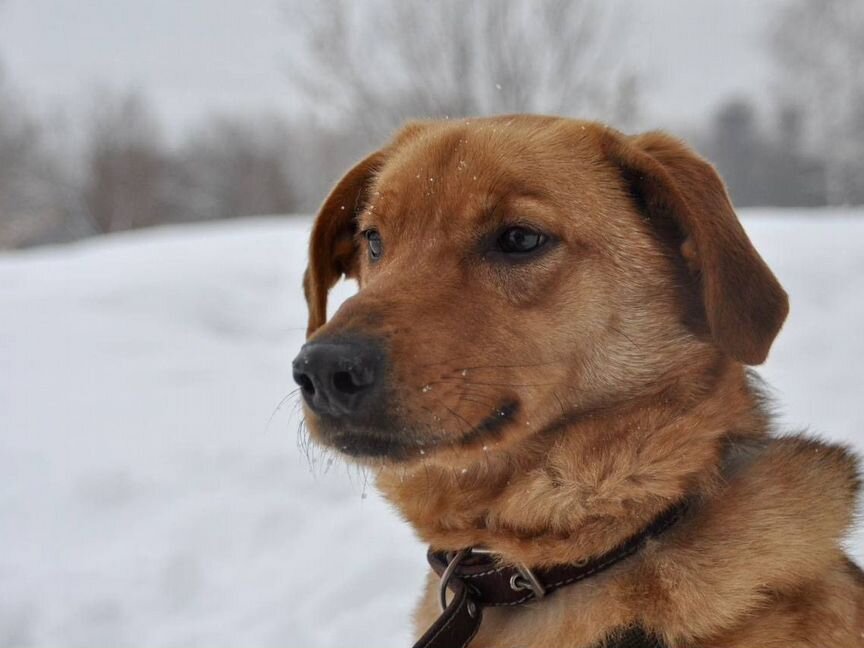 Приют Москва