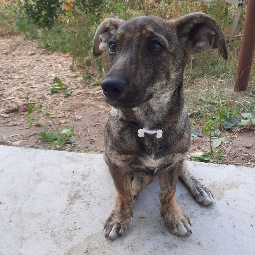 Собака в добрые руки