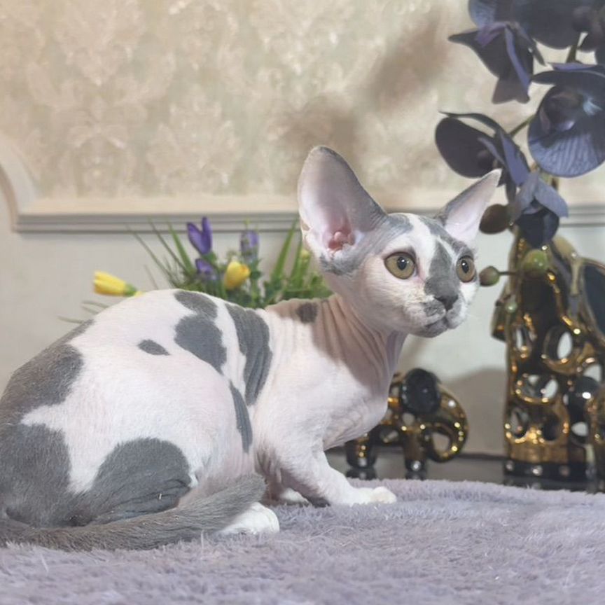 Девон-рекс котёнок