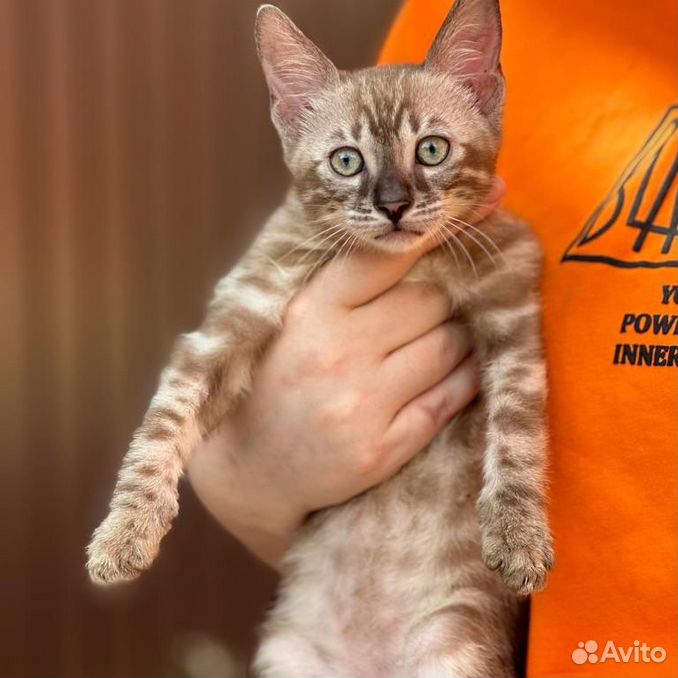 Котик Минк двойной уголь