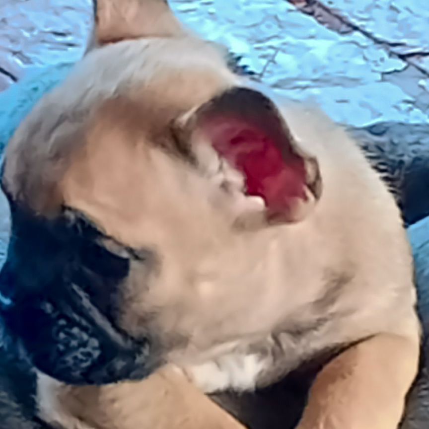 Девчушки француженки