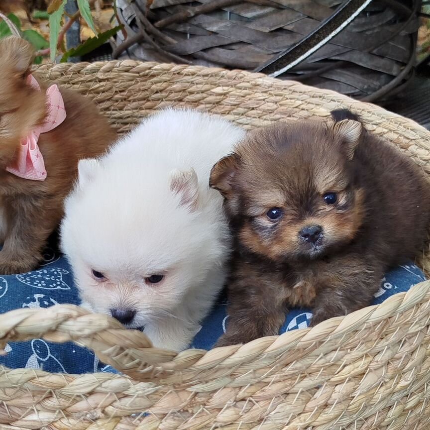 Щеночки шпица