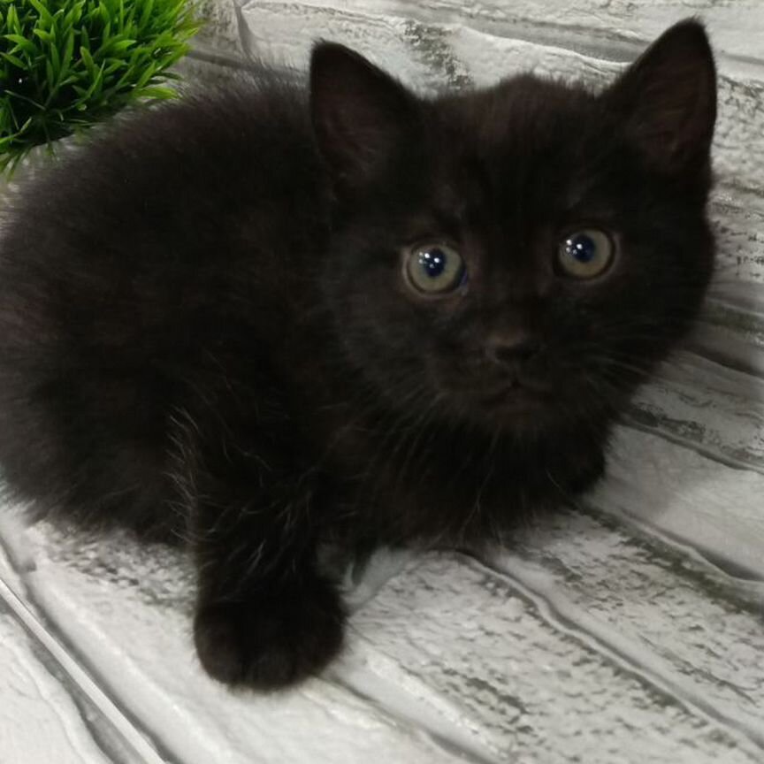Кошечка от мышеловки. Очень добрая