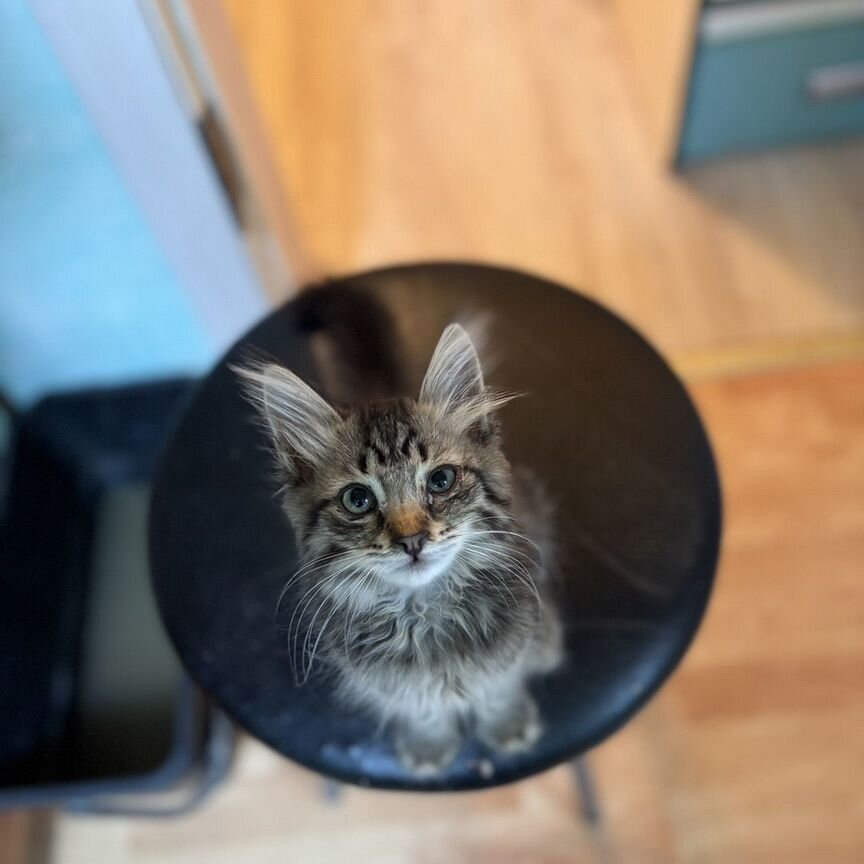 Отдам котика в добрые руки