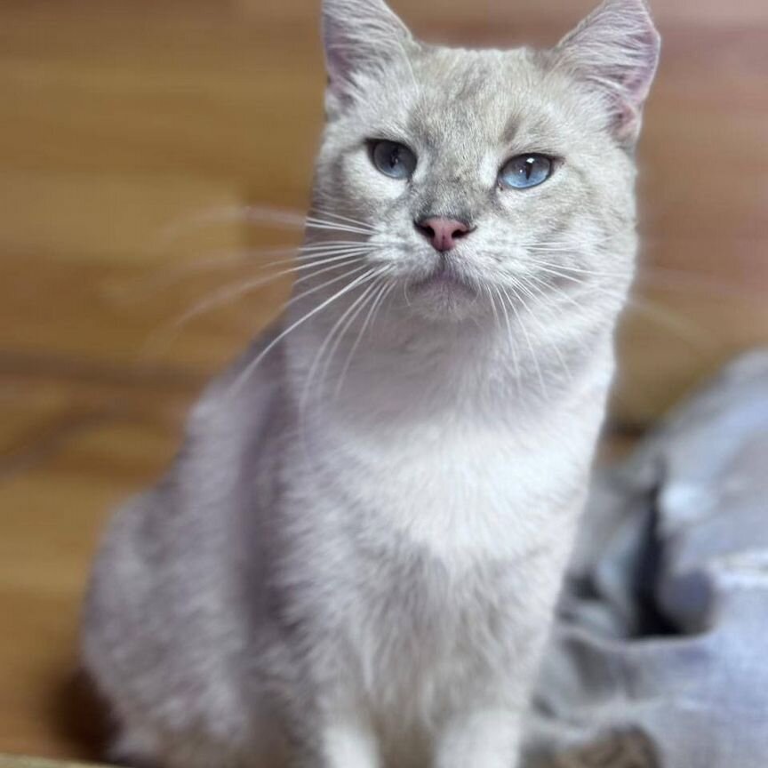 Кошка в семью