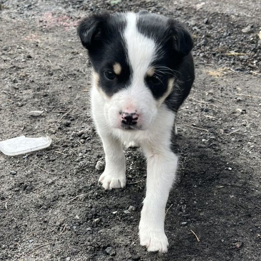 Щенок в добрые руки