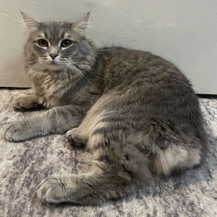 Британский длинношёрстный котёнок