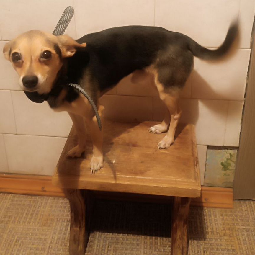 Взрослый пёс в добрые руки