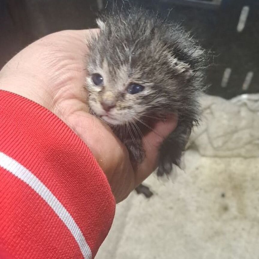 Котёнок в добрые руки