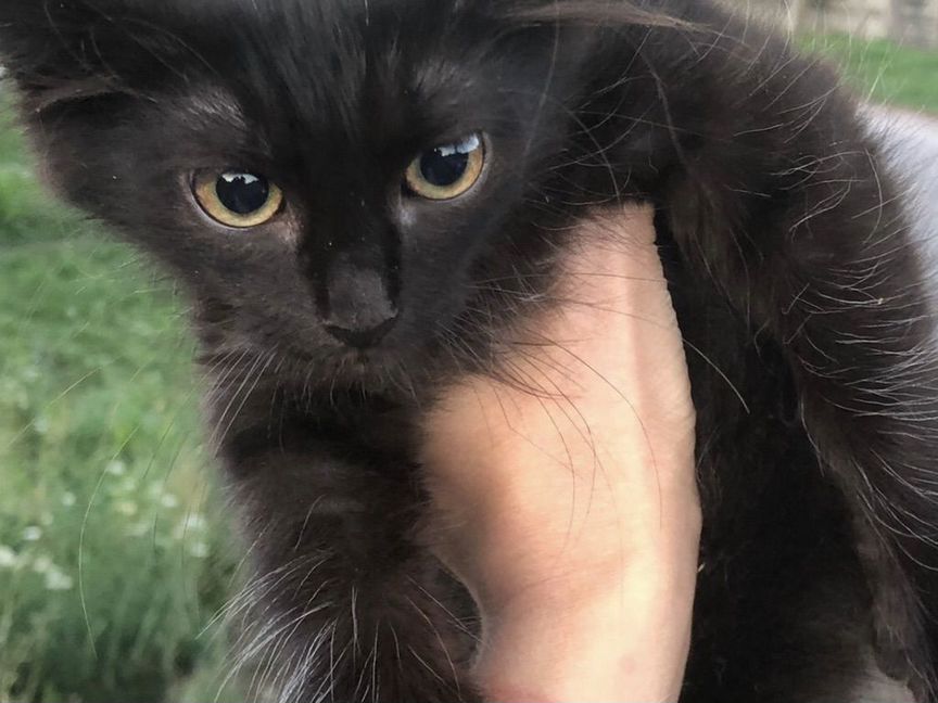 Черный котенок