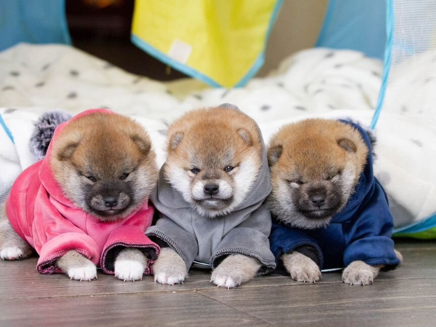 Щенки сиба шиба ину