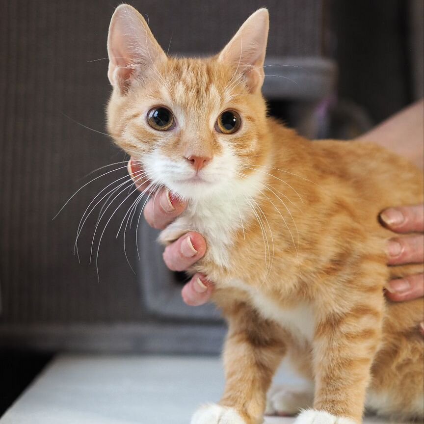 Рыжий малыш