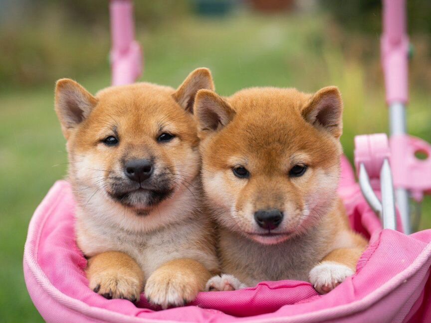 Девочка сиба шиба ину щенок