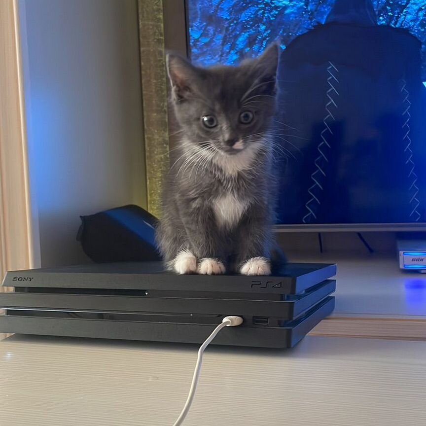 Котята в добрые руки 2 месяца
