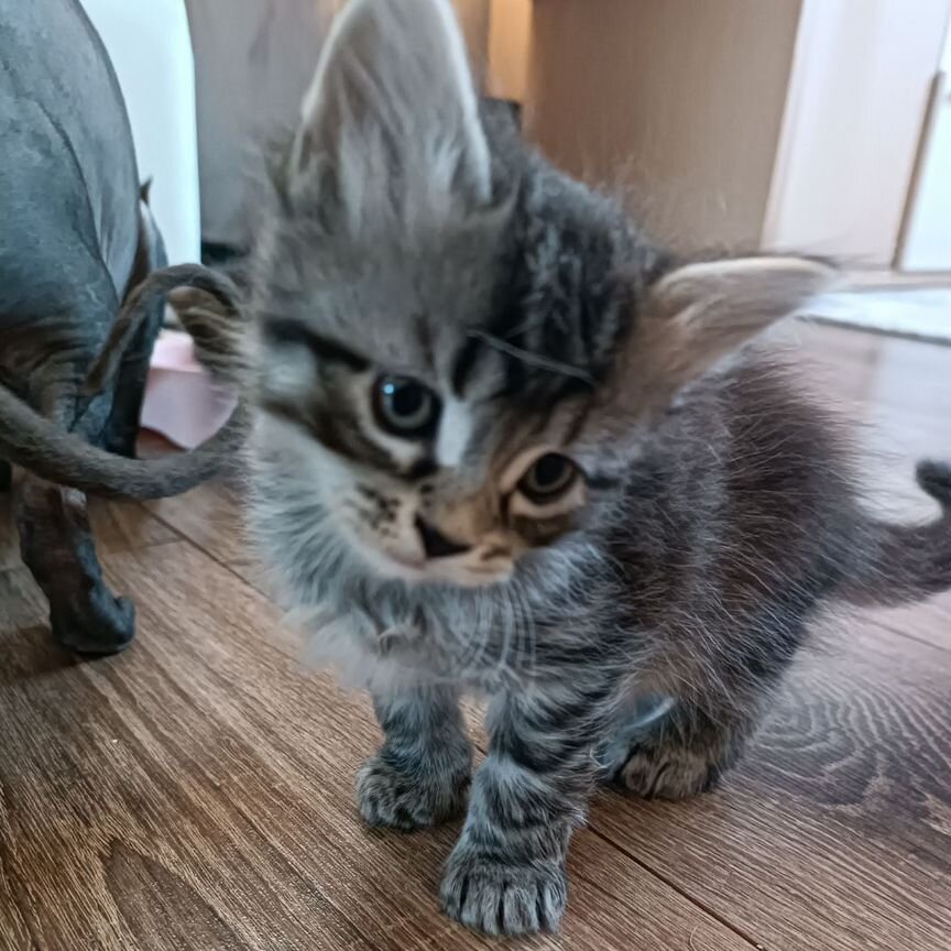 Котята в добрые руки бесплатно
