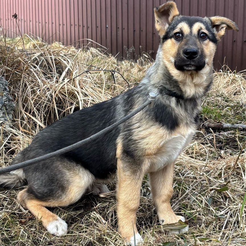 Немецкая овчарка, щенок