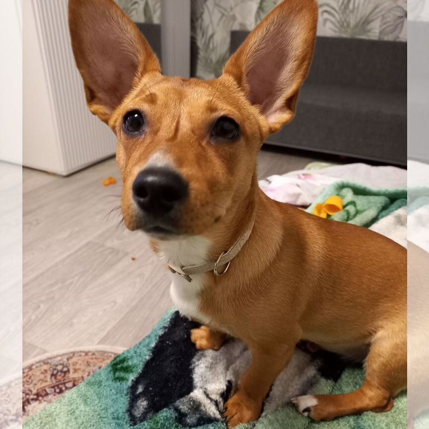 Джек-рассел-терьер, щенок