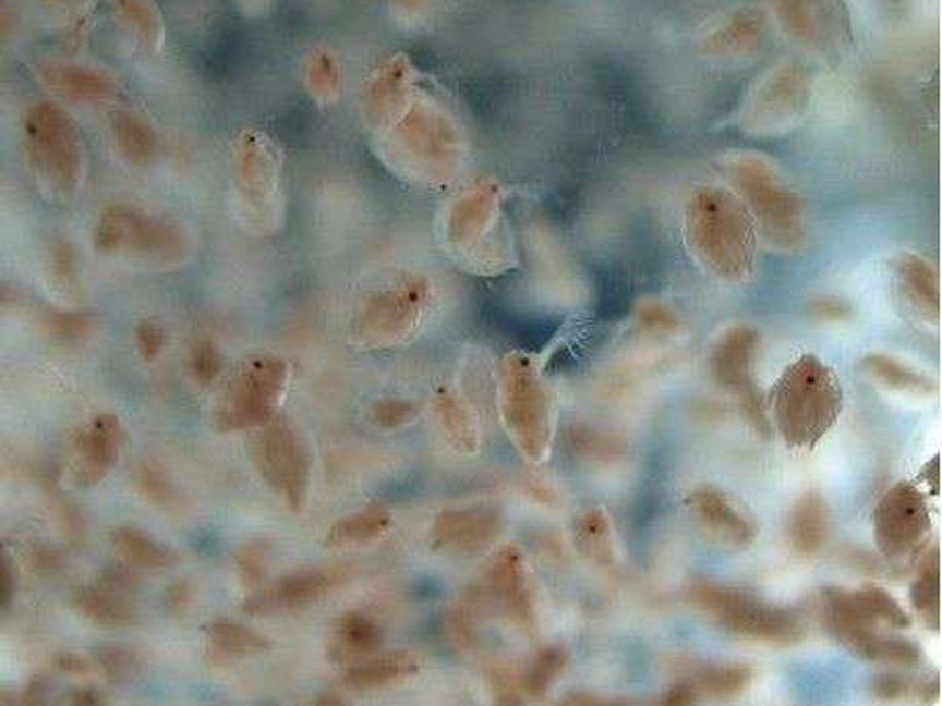 Дафния моина,живая культура