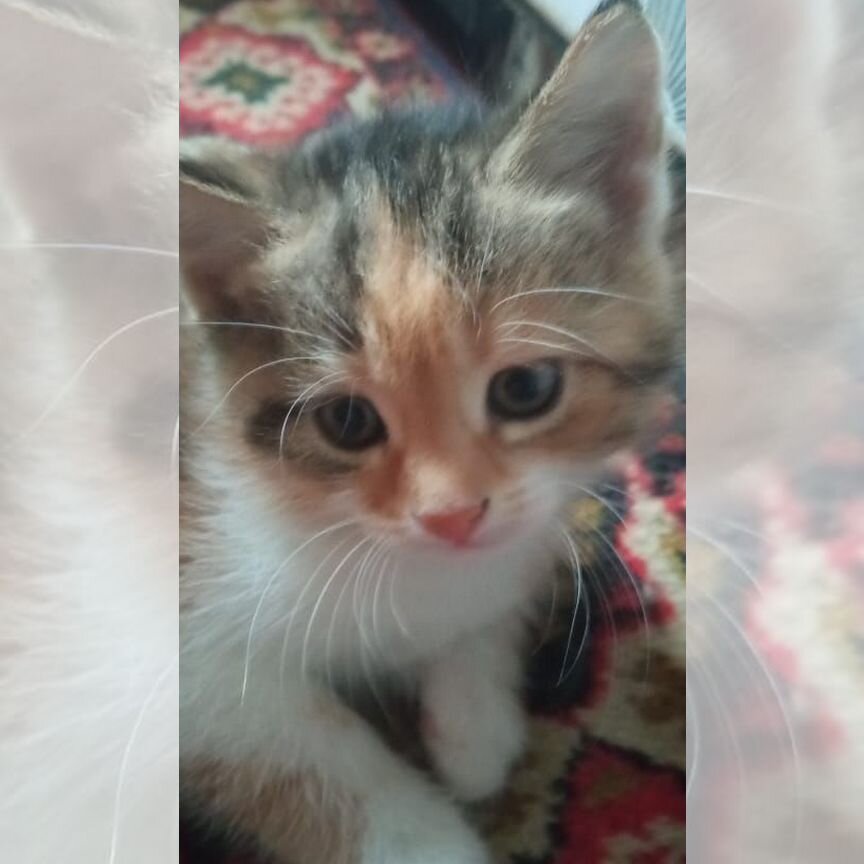 Отдам котенка в добрые руки,девочка