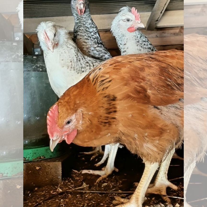 Молодые петушки