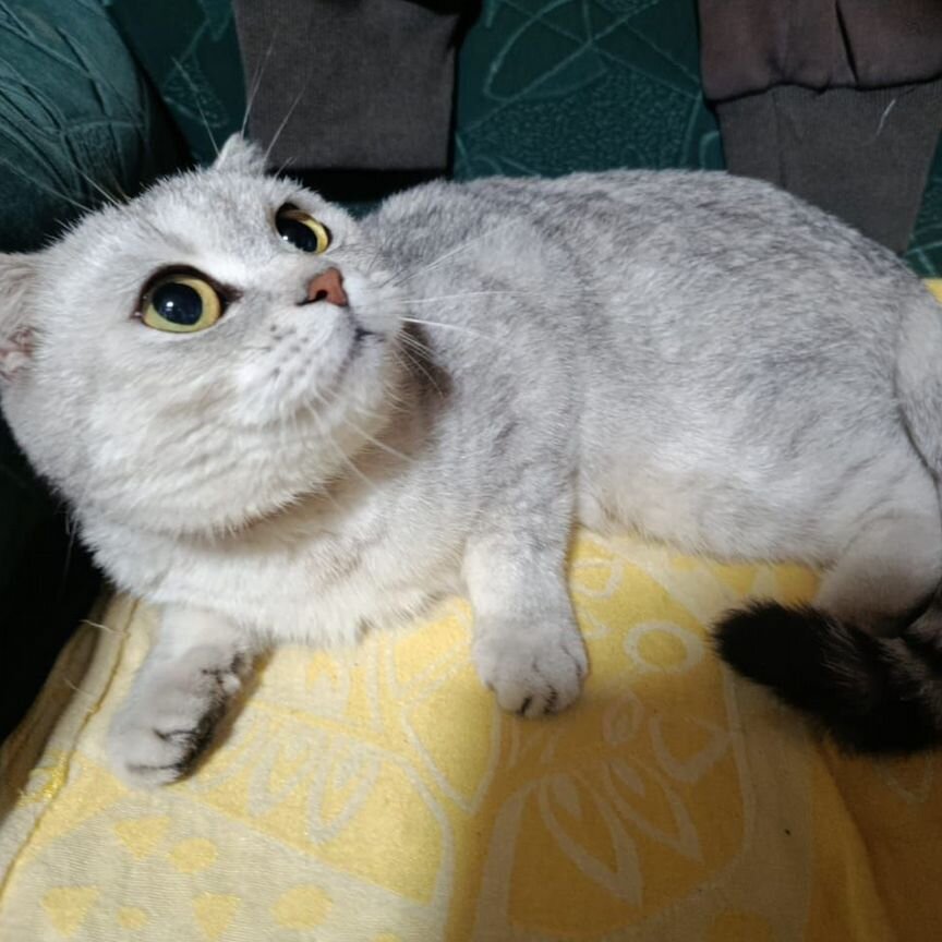 Шотландская вислоухая кошка в добрые руки