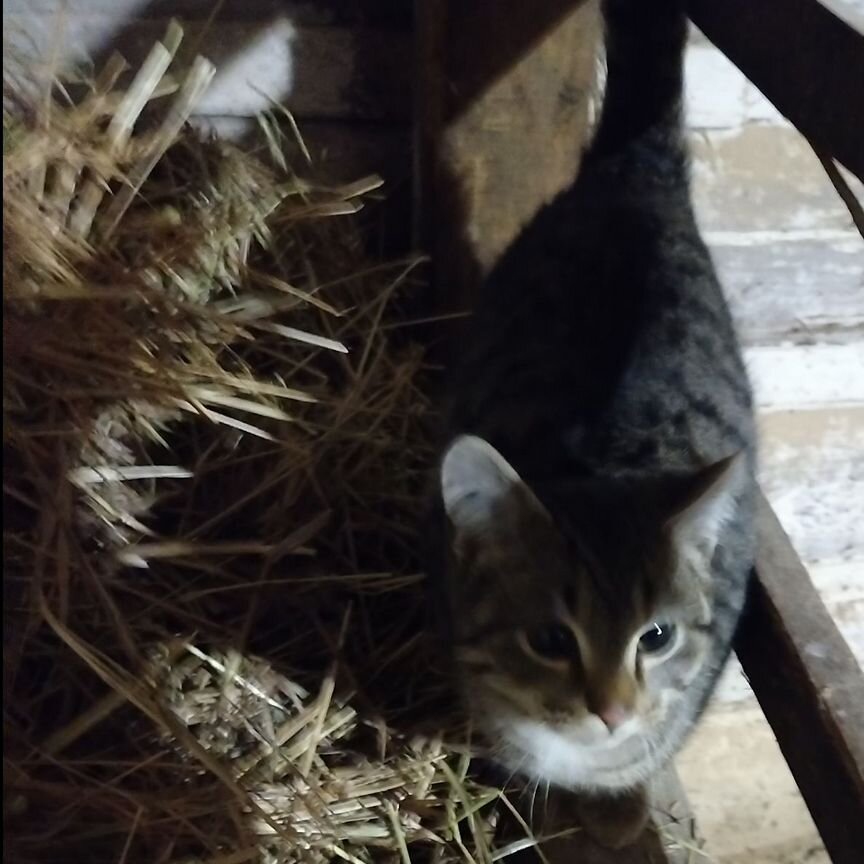 Молоденький кот ищет дом