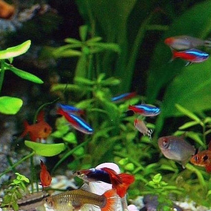 Аквариумные рыбки, подбор по совместимости