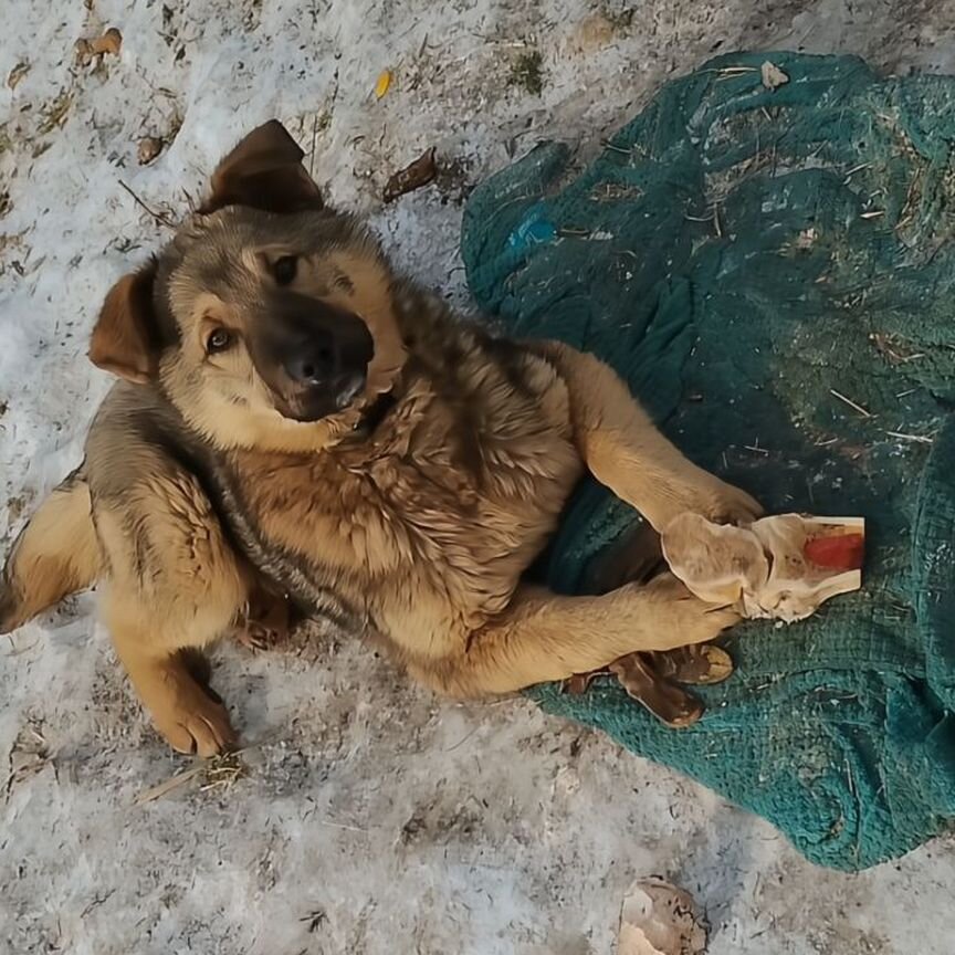 Немецкая овчарка, щенок