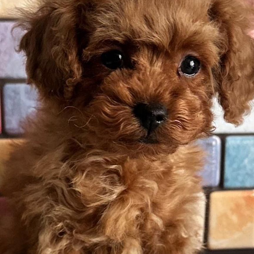 Щенок той пуделя