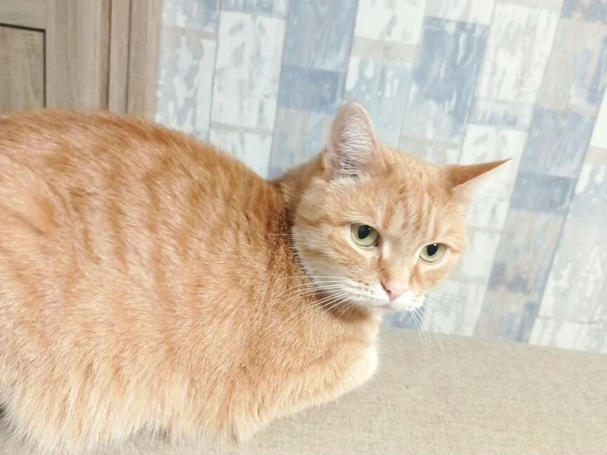 Кошка