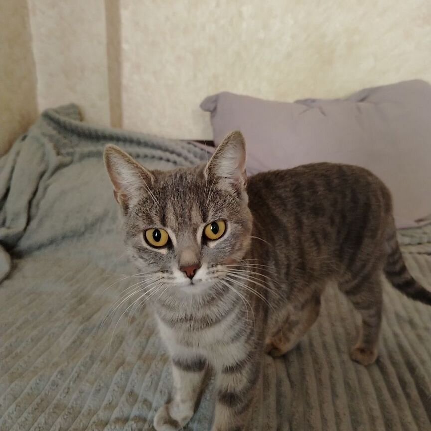 Кошечка Буся