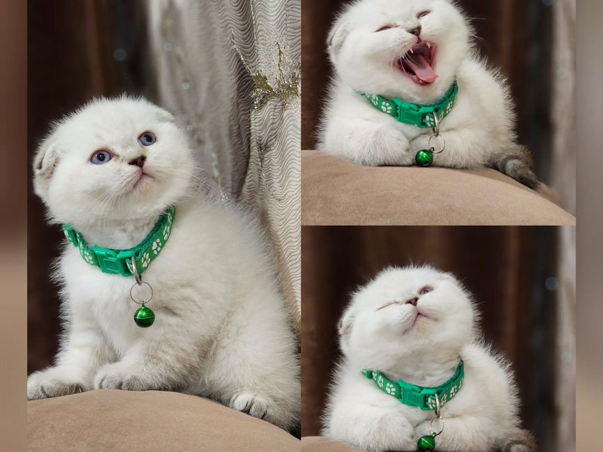 Шотландские котята