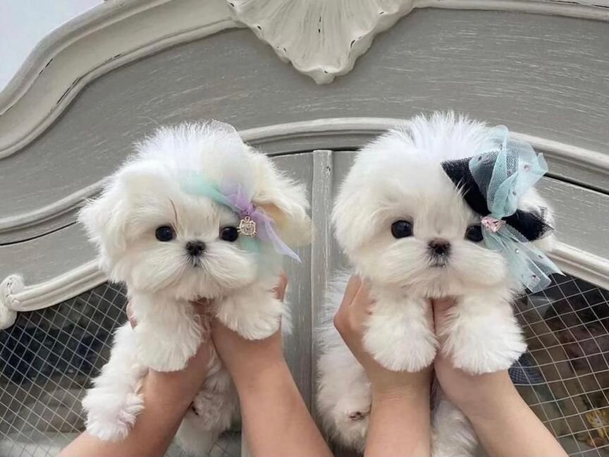 Продаю Мальтийскую болонку (мальчика и девочку)