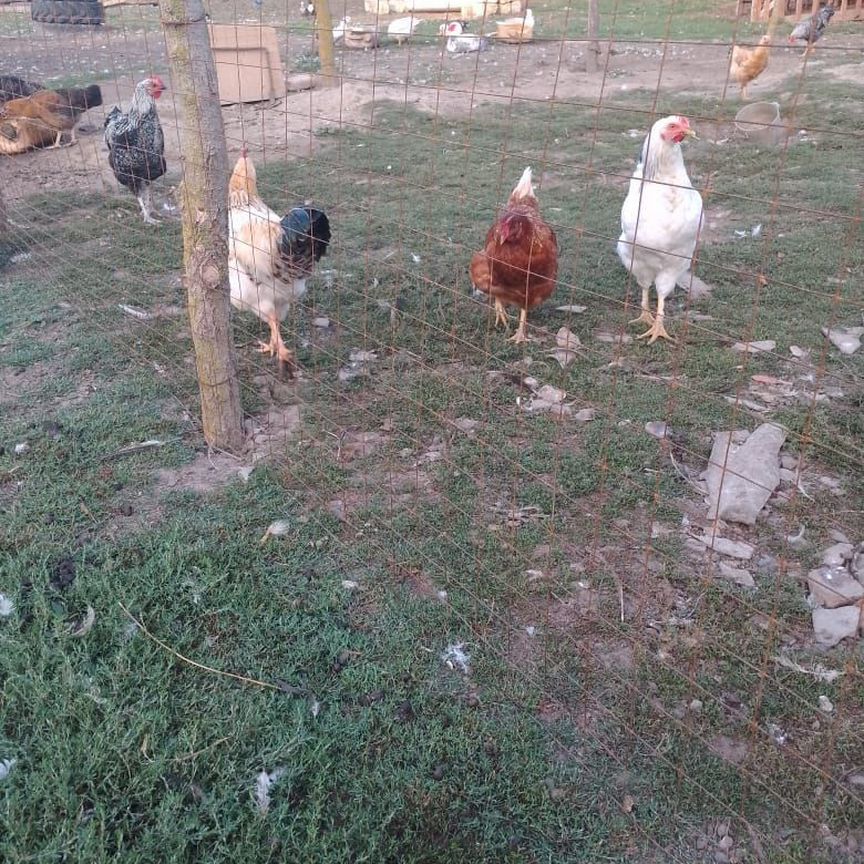 Куры петушки