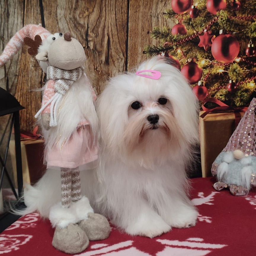 Чудесная мальтезочка