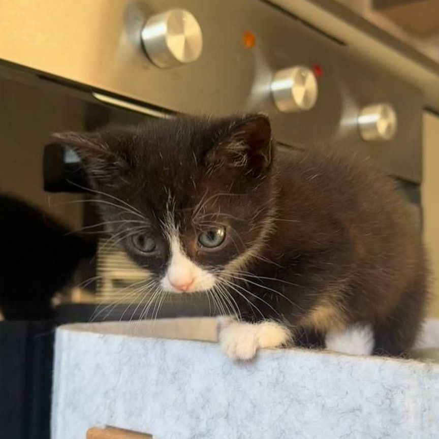 Котёнок в добрые руки