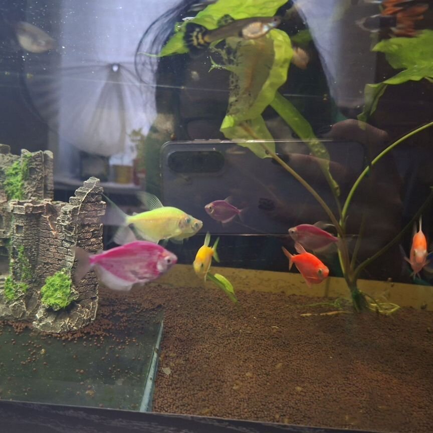 Рыбки тернеции