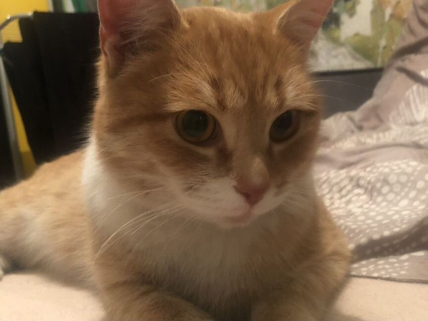 Котик ищет дом