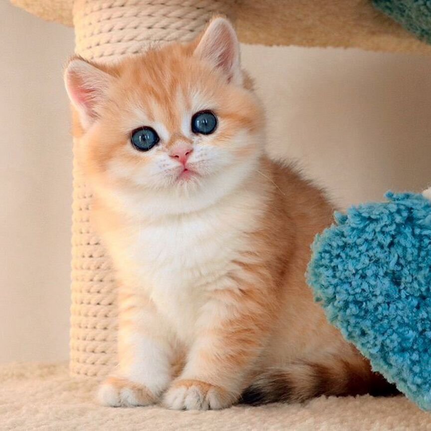 Котенок золотая шиншилла, девочка