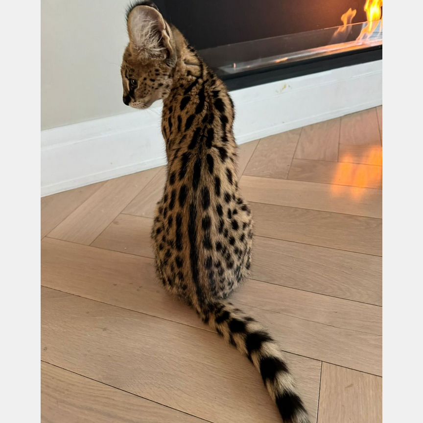 Саванна ф1 котята