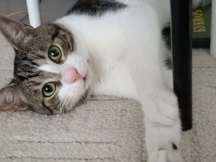 Кот Тоша Бенгальская 1 годик