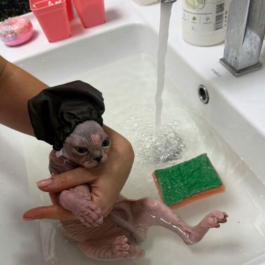 Канадский сфинкс котёнок