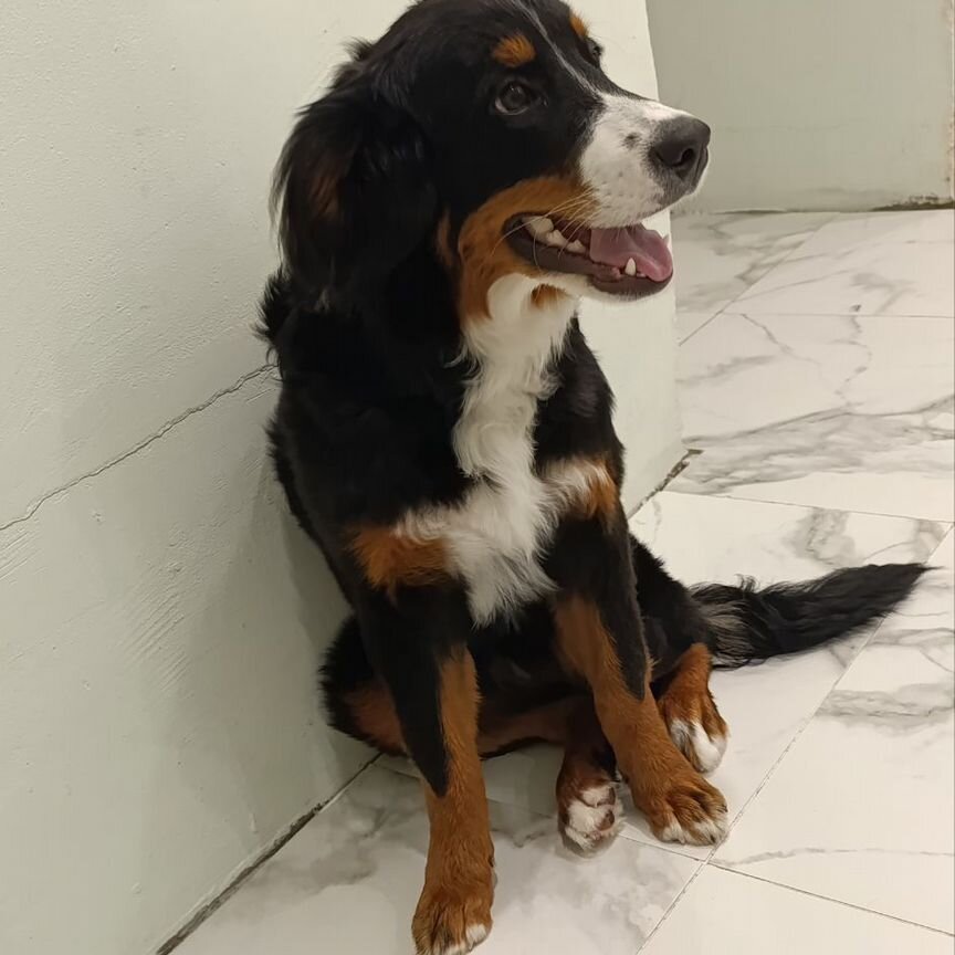 Бернский зенненхунд, щенок