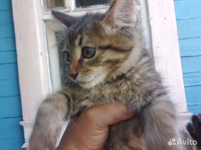 Котята умные отдам в хорошие руки