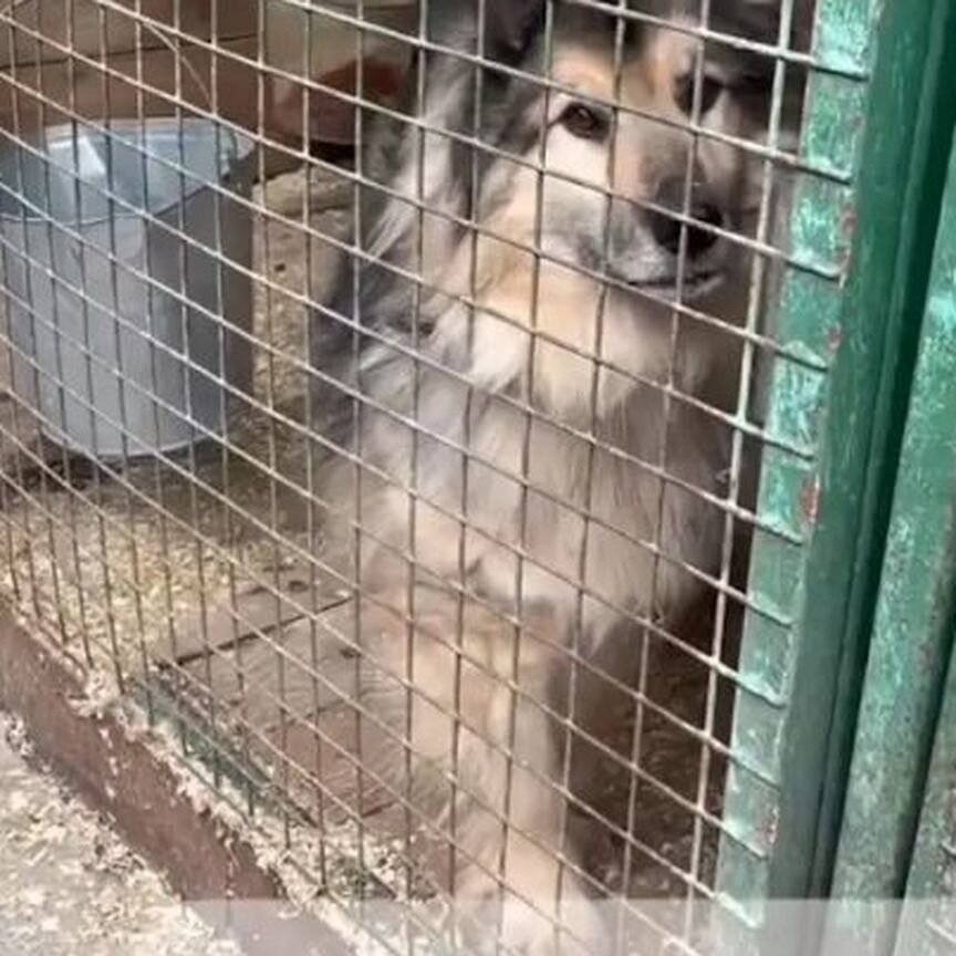 Взрослый пёс в добрые руки