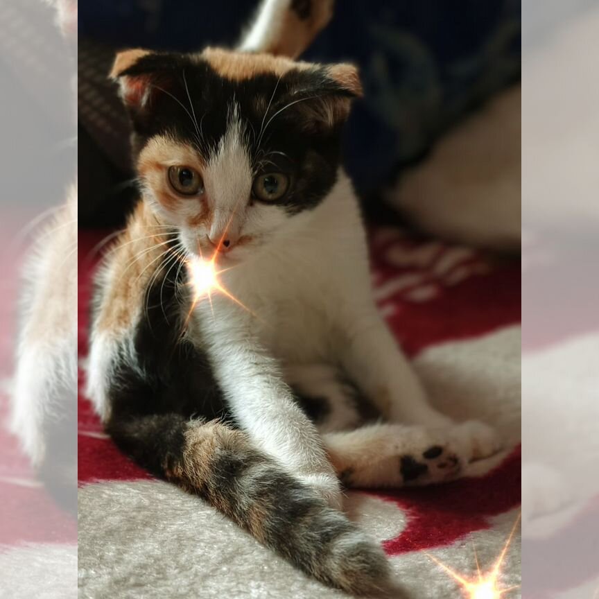 Котёнок в добрые руки