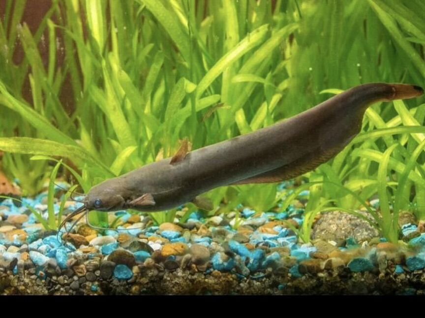 Межкожаберный сомик