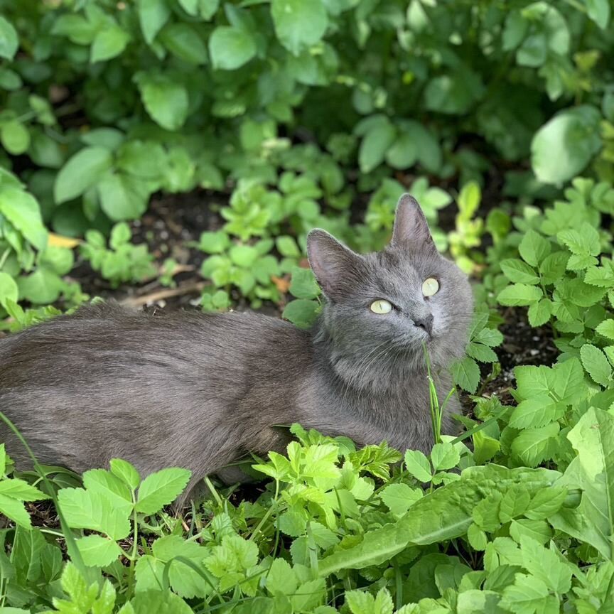 Кошка породы нибелунг ищет любящих хозяев
