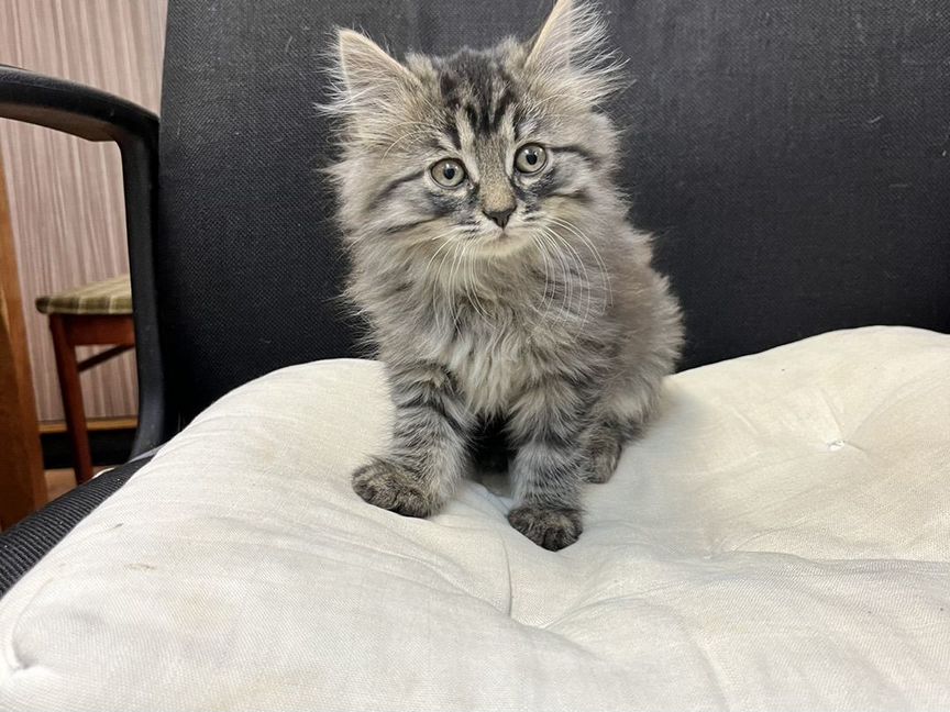 Котёнок дворняжка